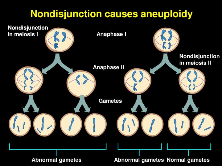 PPT - Eukaryotic Chromosome Organization — Lecture II PowerPoint ...