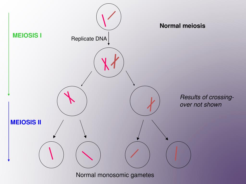 PPT - Atypical Meiosis PowerPoint Presentation, free download - ID:2171007