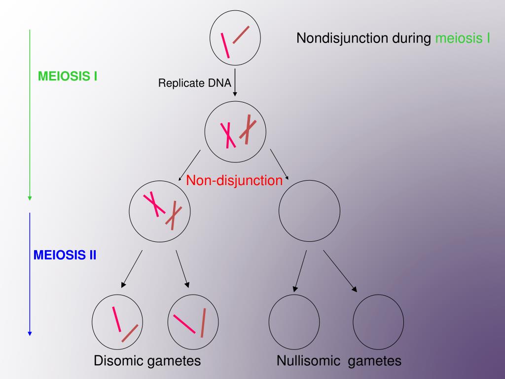 PPT - Atypical Meiosis PowerPoint Presentation, free download - ID:2171007