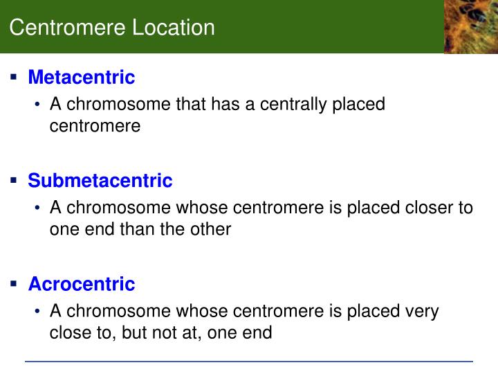 PPT - Cytogenetics: Karyotypes and Chromosome Aberrations PowerPoint ...