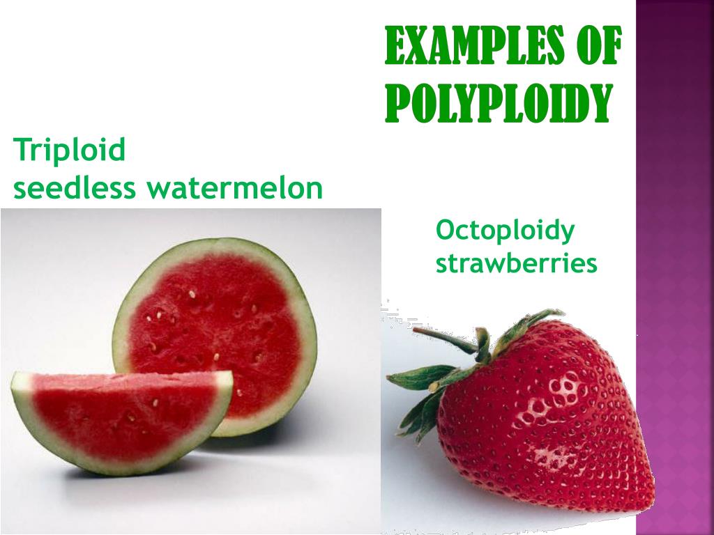 PPT - MISTAKES IN MEIOSIS PowerPoint Presentation, free download - ID ...