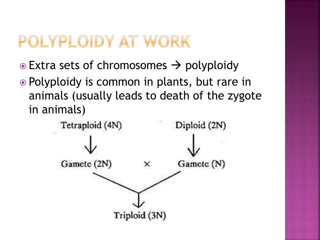 PPT - MISTAKES IN MEIOSIS PowerPoint Presentation, free download - ID ...