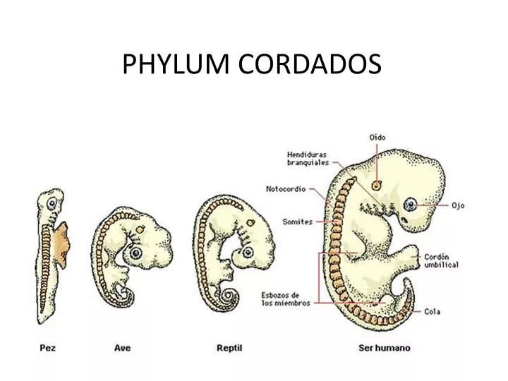 Cordados Invertebrados