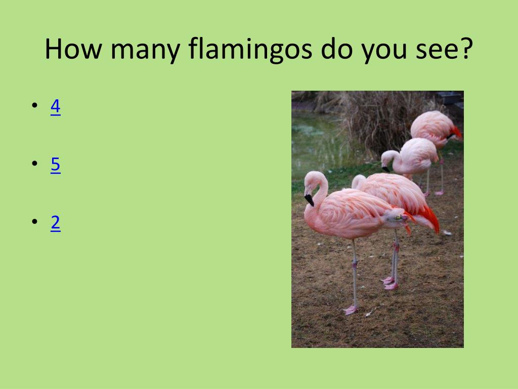 PPT - Fun Animal Addition: A Kindergarten Math Adventure PowerPoint ...