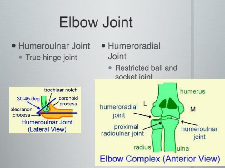 PPT - Elbow Joint PowerPoint Presentation - ID:2172028