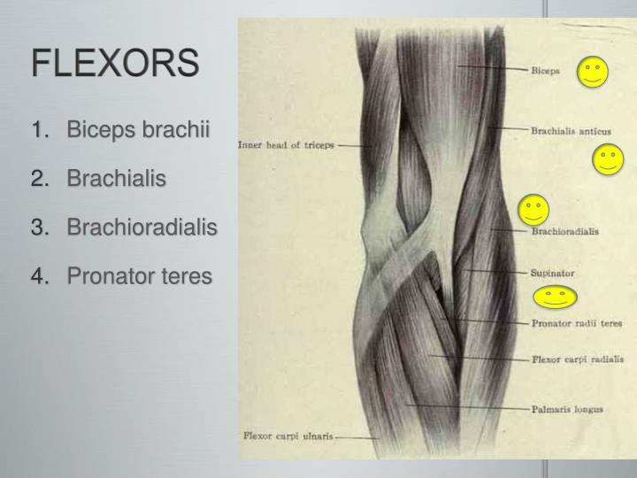 PPT - Elbow Joint PowerPoint Presentation - ID:2172028
