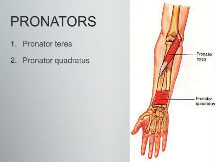 PPT - Elbow Joint PowerPoint Presentation - ID:2172028