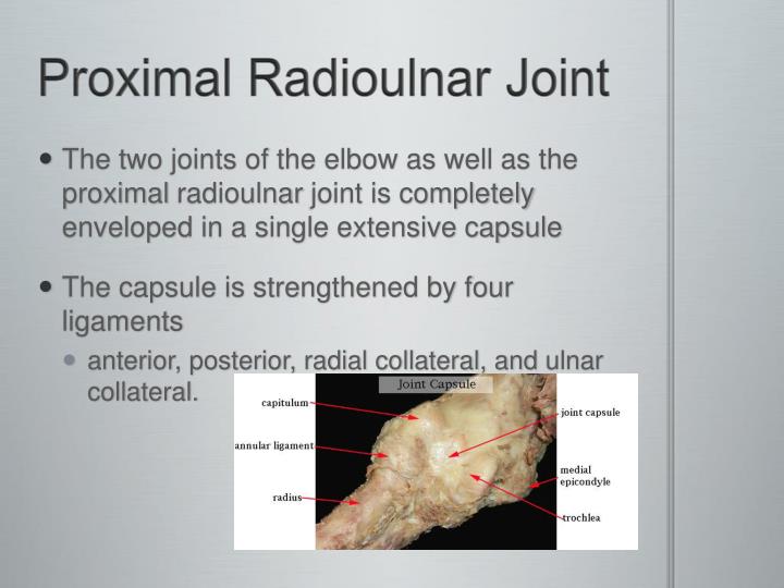 PPT - Elbow Joint PowerPoint Presentation - ID:2172028