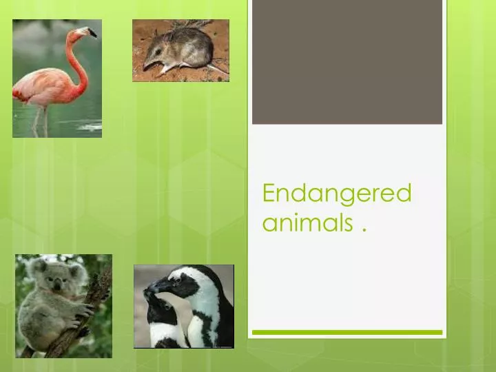 PPT - Endangered animals . PowerPoint Presentation, free download - ID ...