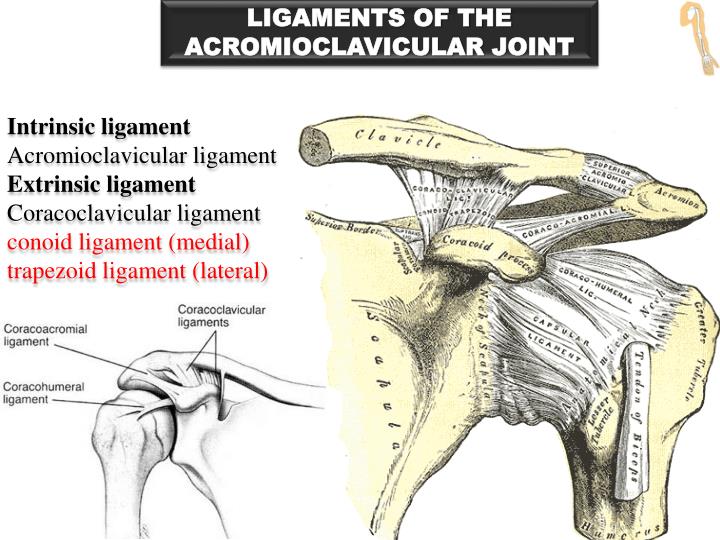 PPT - JOINTS OF THE UPPER LIMB PowerPoint Presentation - ID:2172158