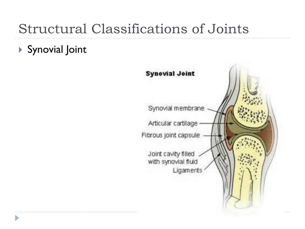 What Are Structural Classifications Of Joints At Lucy French Blog What Are Structural Classifications Of Joints At Lucy French Blog
