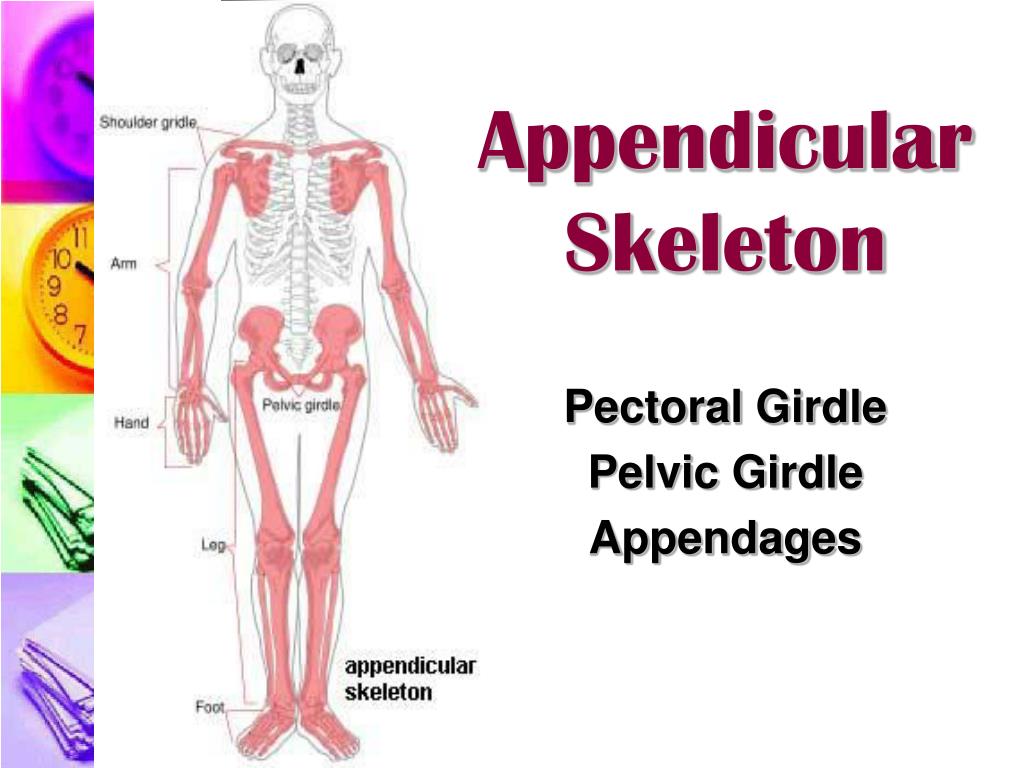 Appendicular Skeleton Anatomy