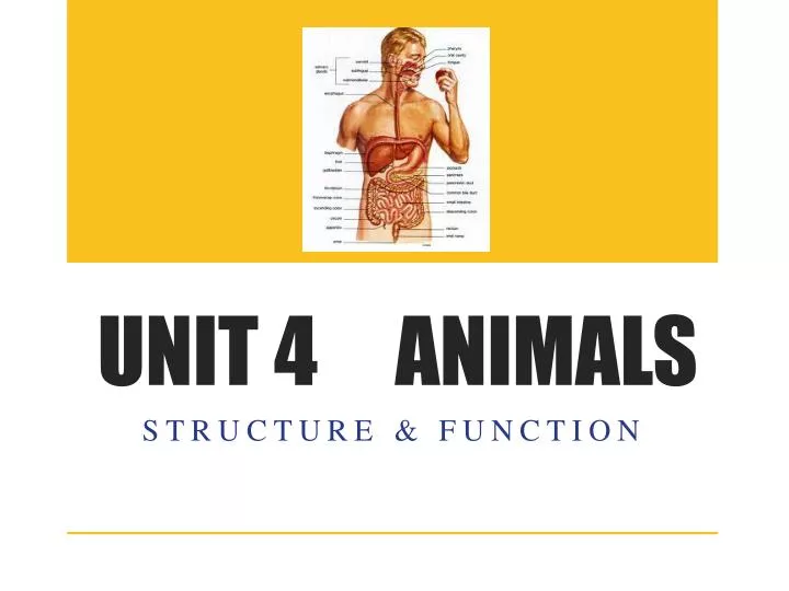 PPT - UNIT 4 ANIMALS PowerPoint Presentation, free download - ID:2172296