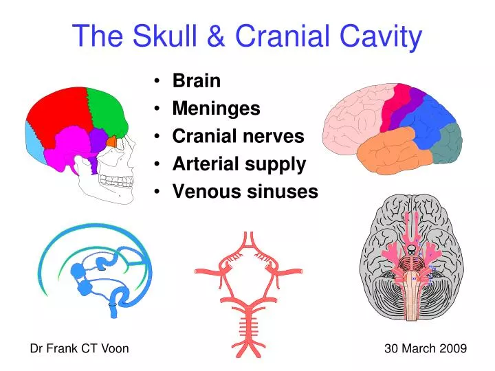Cranial Cavity