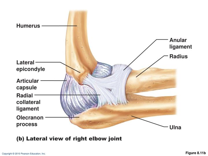 PPT - Elbow Joint PowerPoint Presentation - ID:2172344