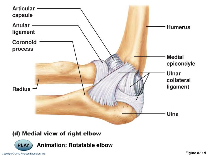 PPT - Elbow Joint PowerPoint Presentation - ID:2172344