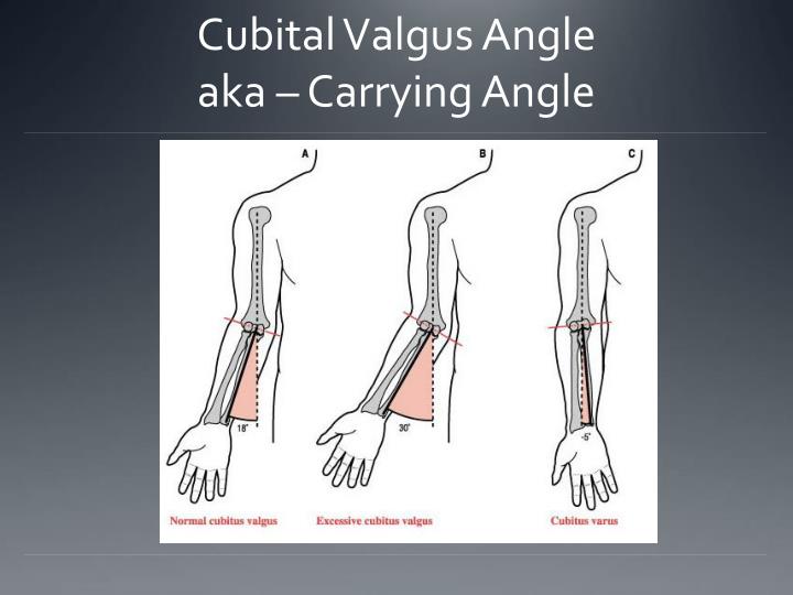 PPT - Elbow and Forearm Complex PowerPoint Presentation - ID:2172350