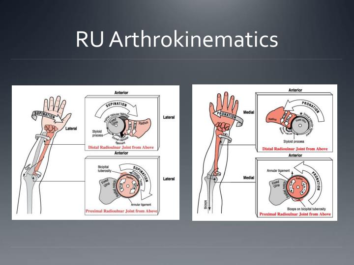 PPT - Elbow and Forearm Complex PowerPoint Presentation - ID:2172350