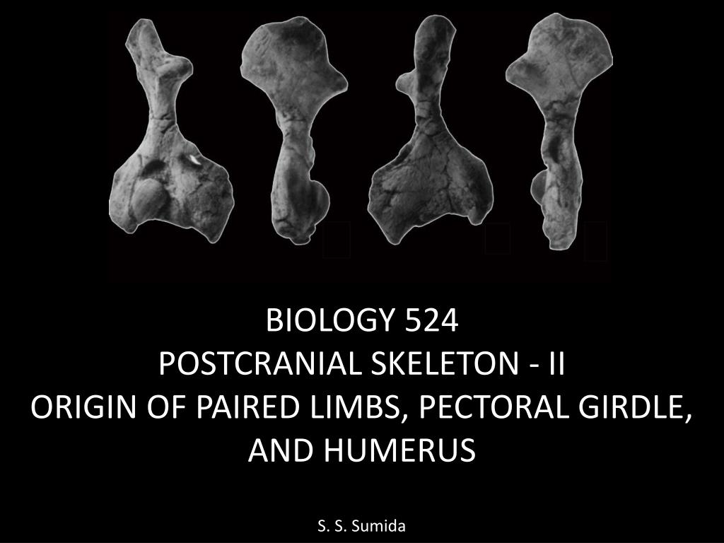 PPT - BIOLOGY 524 POSTCRANIAL SKELETON - II ORIGIN OF PAIRED LIMBS ...