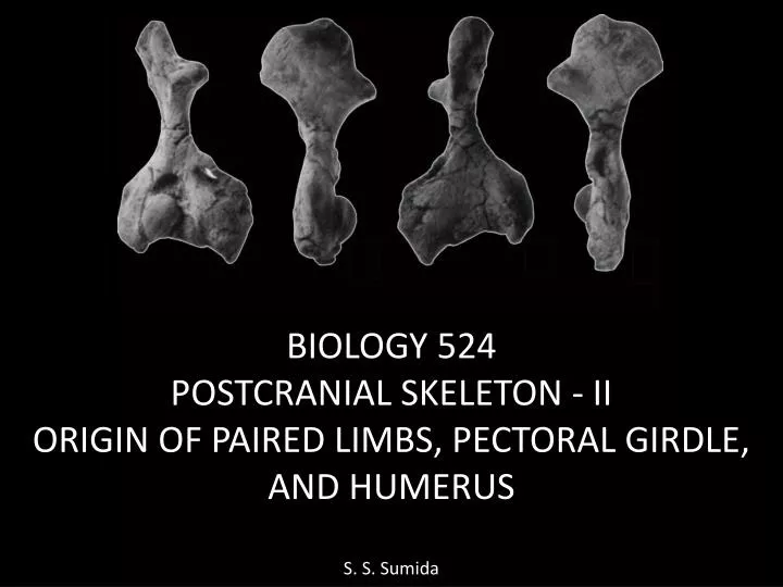 PPT - BIOLOGY 524 POSTCRANIAL SKELETON - II ORIGIN OF PAIRED LIMBS ...