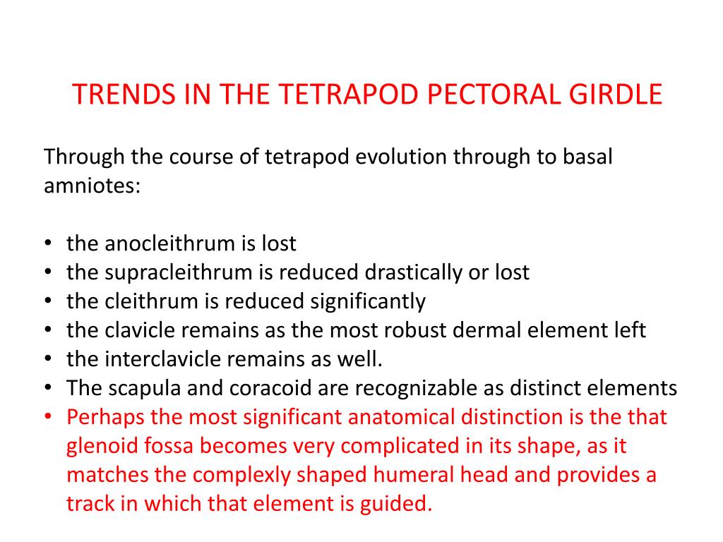 PPT - BIOLOGY 524 POSTCRANIAL SKELETON - II ORIGIN OF PAIRED LIMBS ...