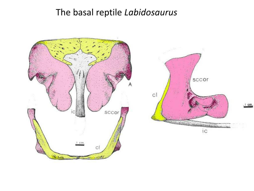 PPT - BIOLOGY 524 POSTCRANIAL SKELETON - II ORIGIN OF PAIRED LIMBS ...