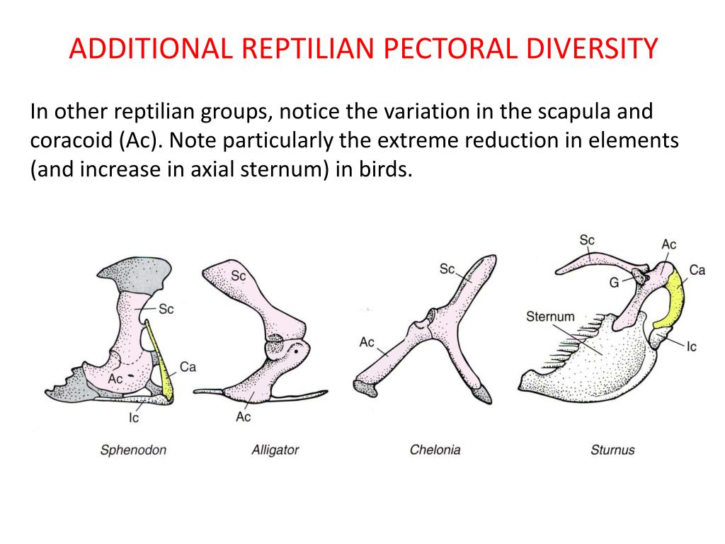 PPT - BIOLOGY 524 POSTCRANIAL SKELETON - II ORIGIN OF PAIRED LIMBS ...
