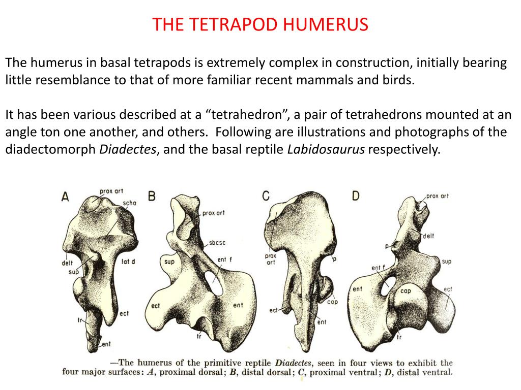 PPT - BIOLOGY 524 POSTCRANIAL SKELETON - II ORIGIN OF PAIRED LIMBS ...