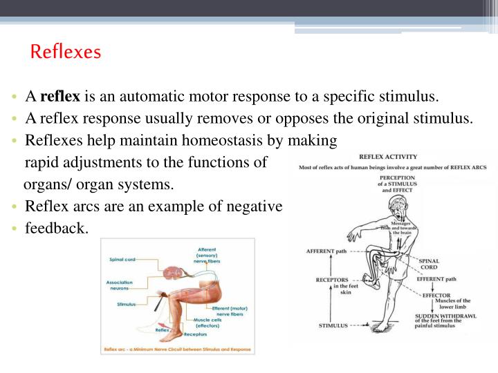 PPT - The Nervous System: Nerve Plexuses, Reflexes, and Sensory and ...
