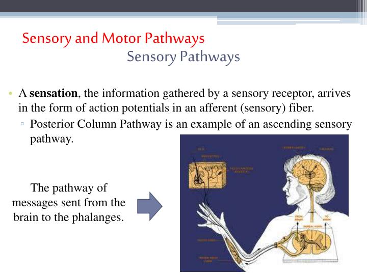 PPT - The Nervous System: Nerve Plexuses, Reflexes, and Sensory and ...