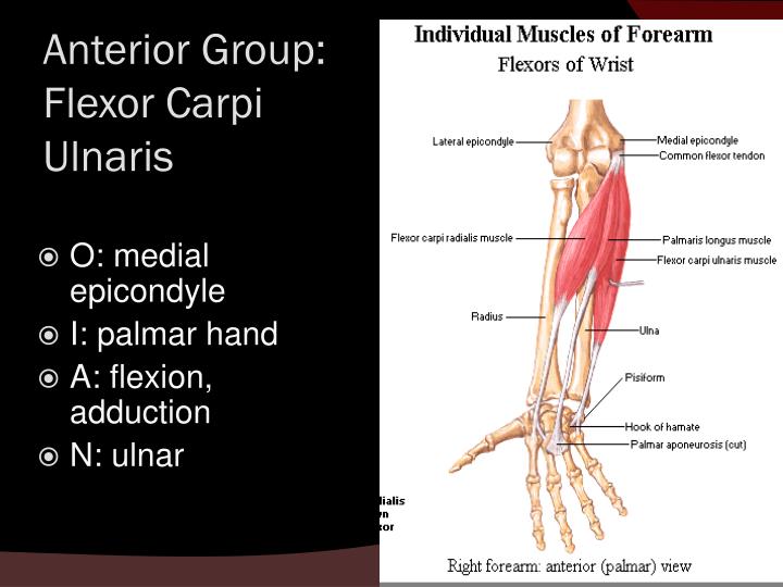 PPT - The Elbow PowerPoint Presentation - ID:2172434