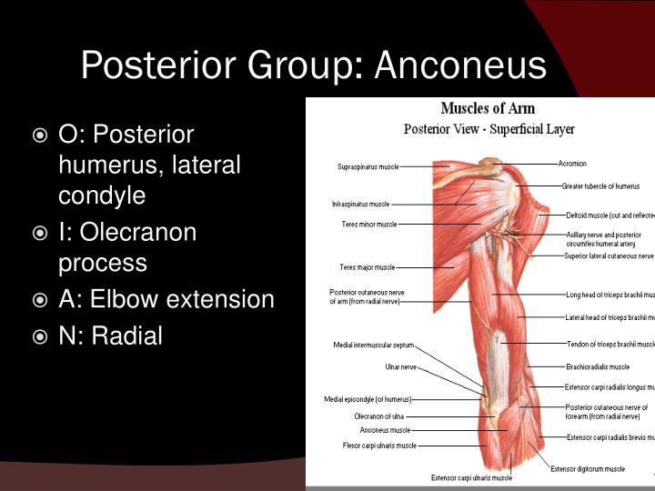 PPT - The Elbow PowerPoint Presentation - ID:2172434