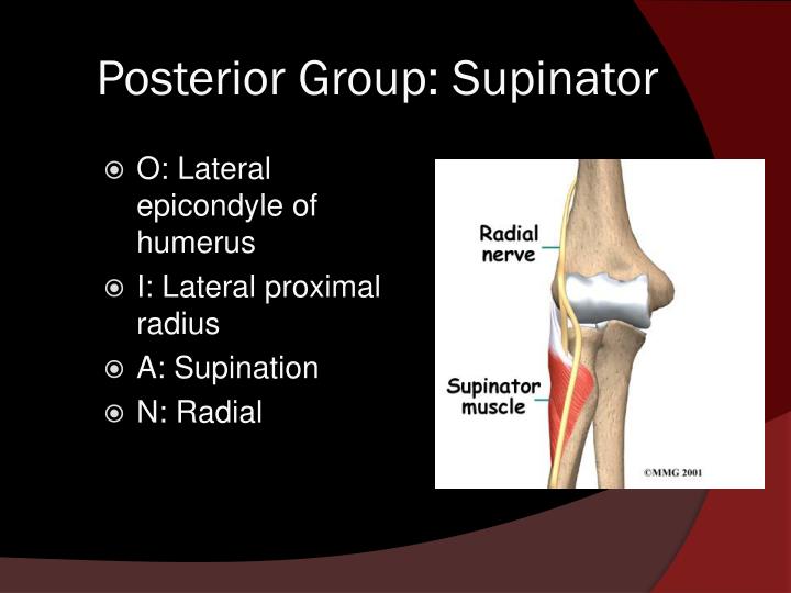 PPT - The Elbow PowerPoint Presentation - ID:2172434