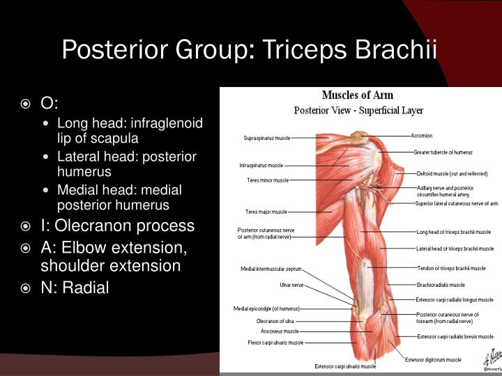 PPT - The Elbow PowerPoint Presentation - ID:2172434