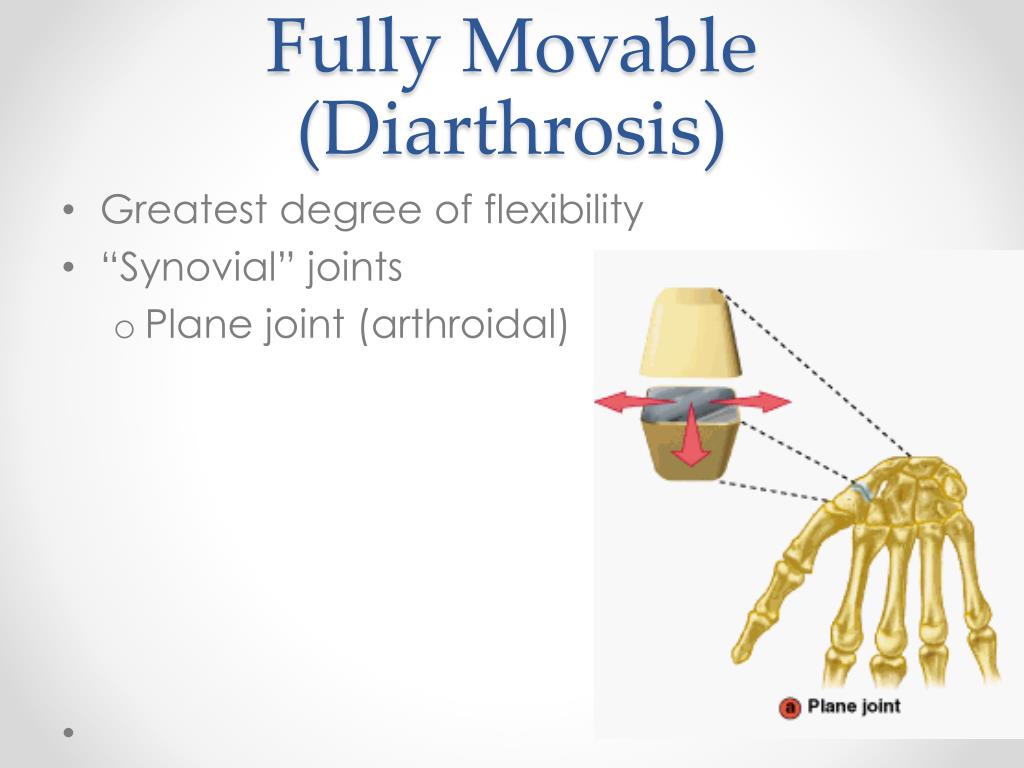 PPT - Joints of the Human Body PowerPoint Presentation, free download ...