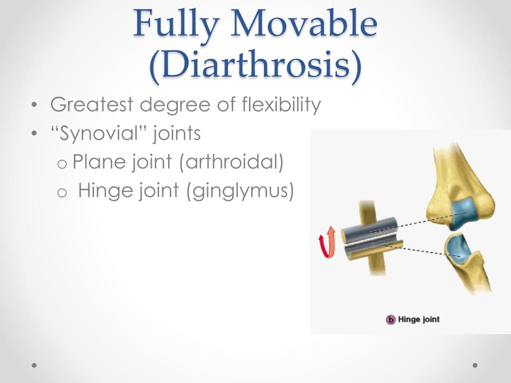 PPT - Joints of the Human Body PowerPoint Presentation, free download ...