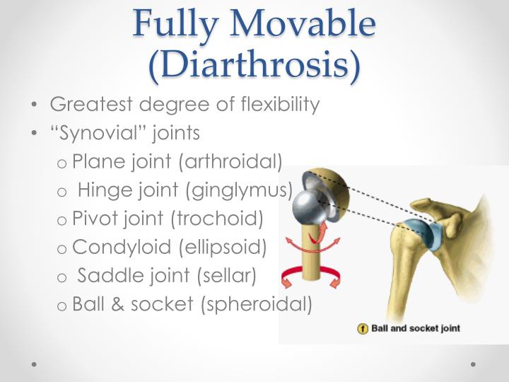 PPT - Joints of the Human Body PowerPoint Presentation - ID:2172471