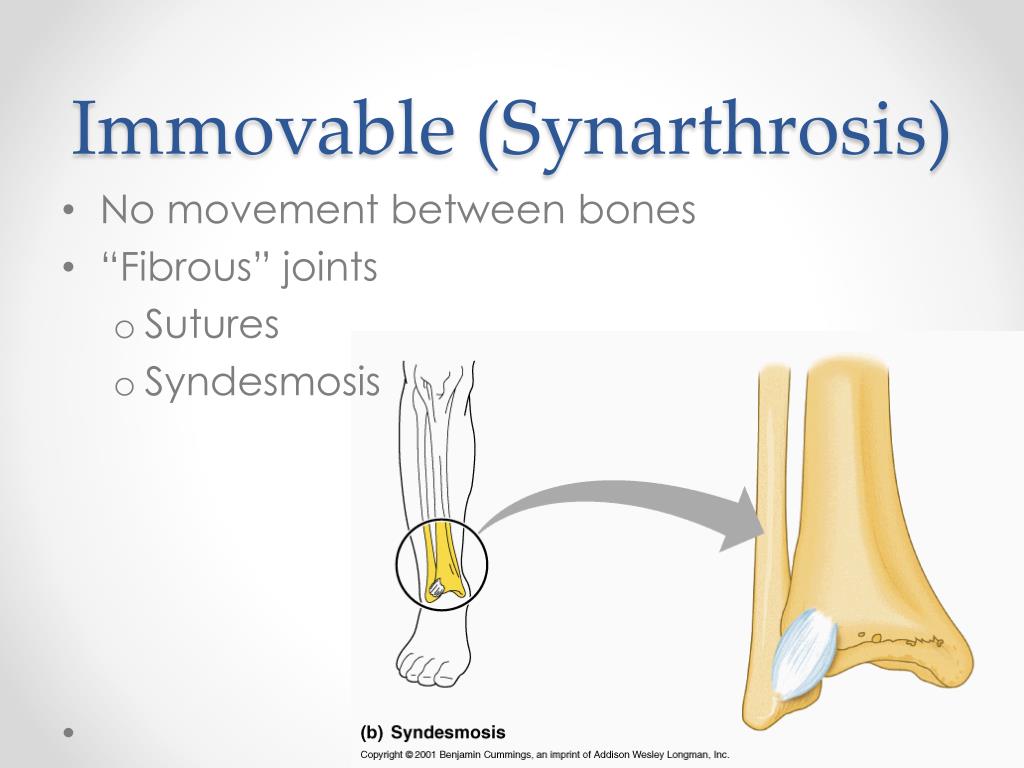 PPT - Joints of the Human Body PowerPoint Presentation, free download ...