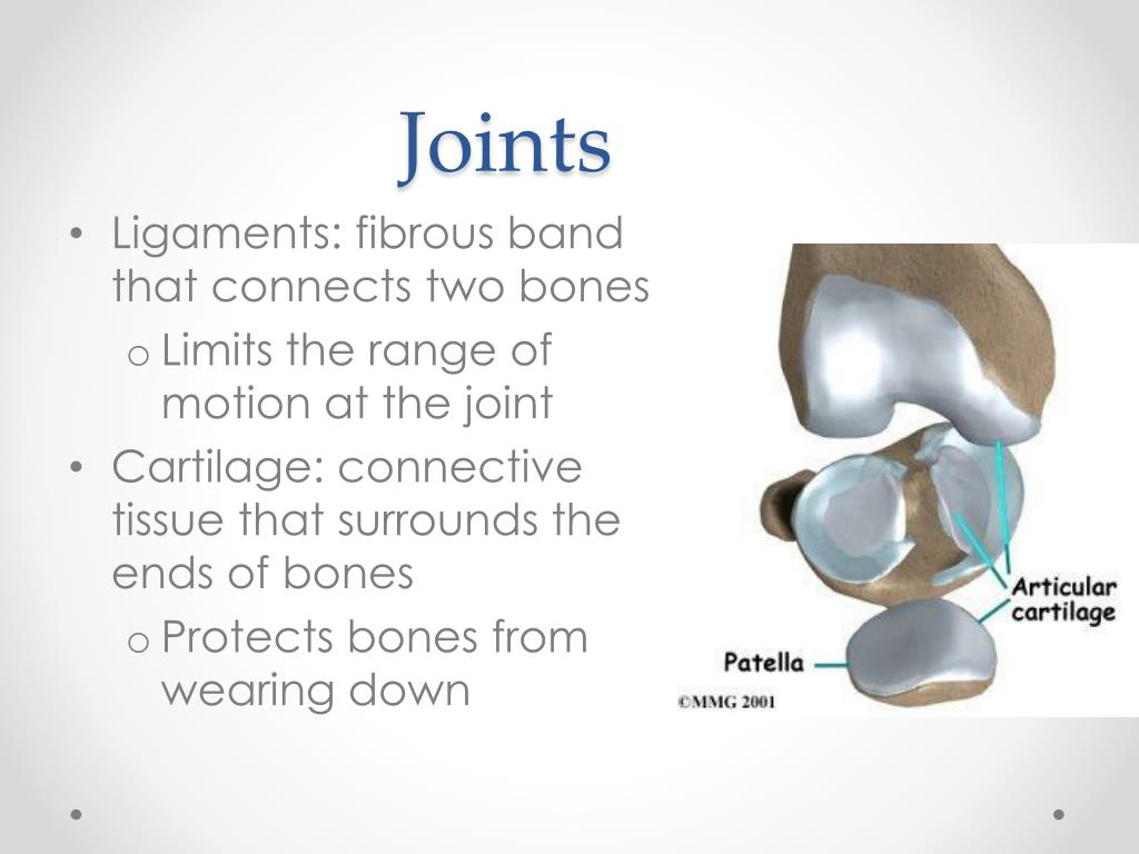 PPT - Joints of the Human Body PowerPoint Presentation, free download ...