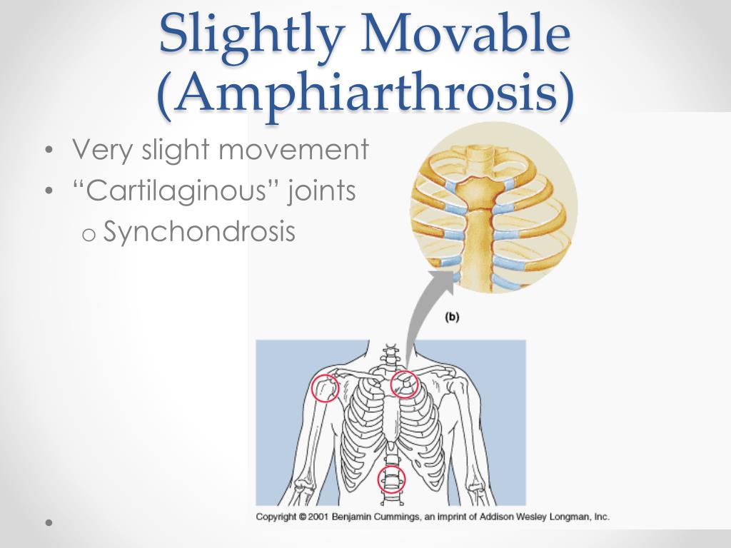 PPT - Joints of the Human Body PowerPoint Presentation, free download ...