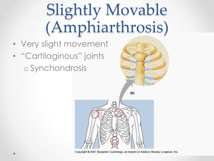 PPT - Joints of the Human Body PowerPoint Presentation - ID:2172471