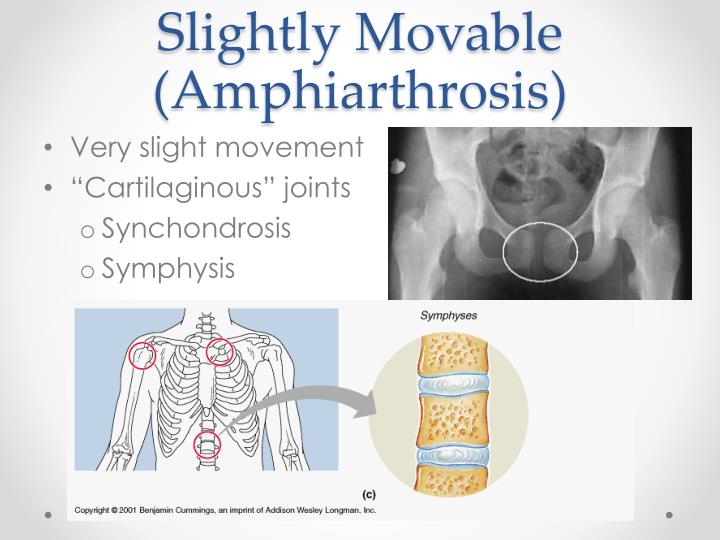 PPT - Joints of the Human Body PowerPoint Presentation - ID:2172471