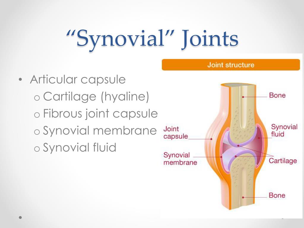 PPT - Joints of the Human Body PowerPoint Presentation, free download ...