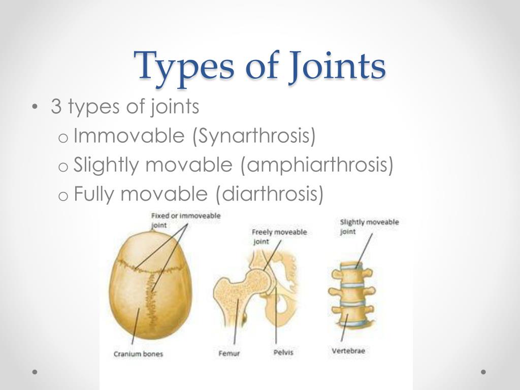 PPT - Joints of the Human Body PowerPoint Presentation, free download ...