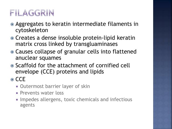 PPT - Characterisation of filaggrin gene and results of mutation ...
