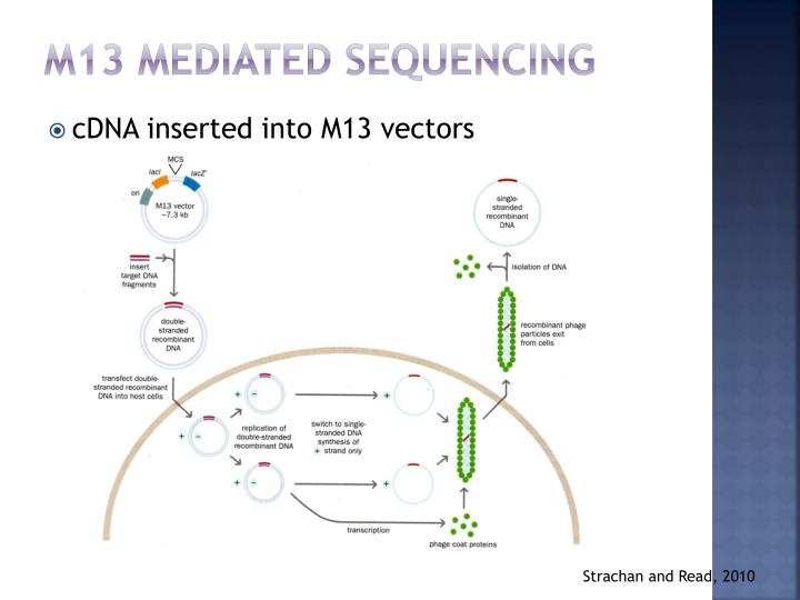 PPT - Characterisation of filaggrin gene and results of mutation ...