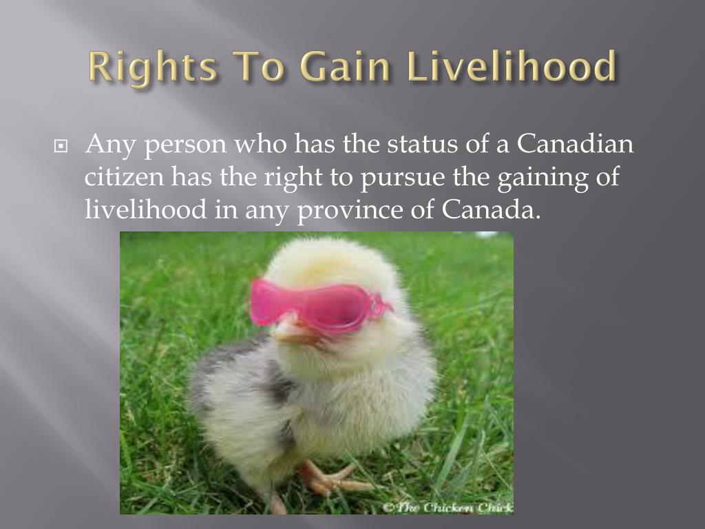PPT - Canadian mobility rights PowerPoint Presentation, free download ...