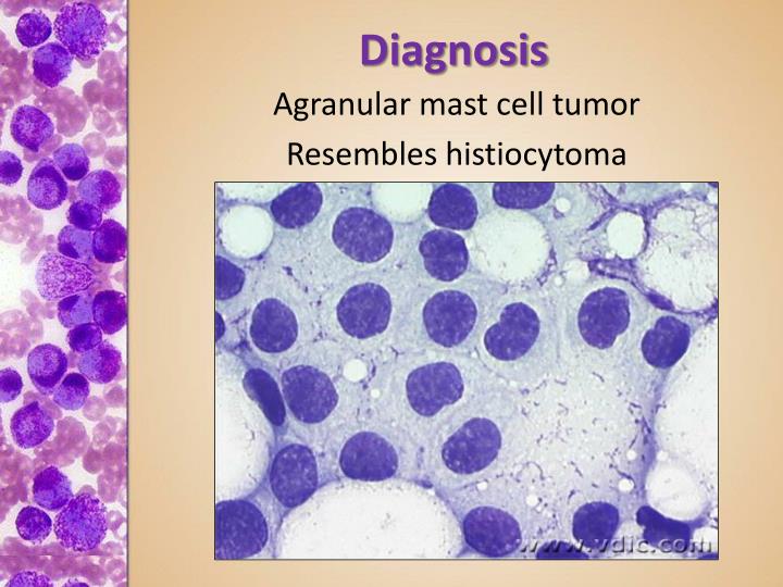 PPT - Practical Oncology Mast Cell Tumor PowerPoint Presentation - ID ...