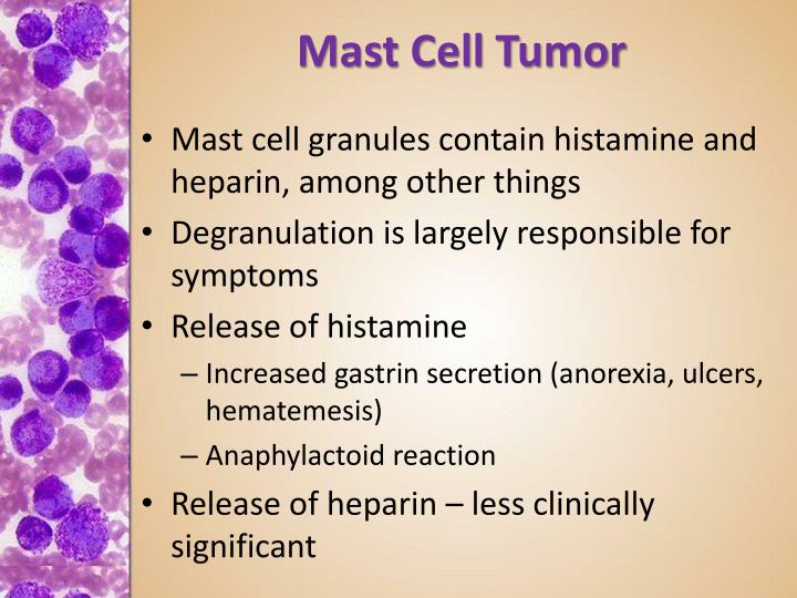 PPT - Practical Oncology Mast Cell Tumor PowerPoint Presentation - ID ...