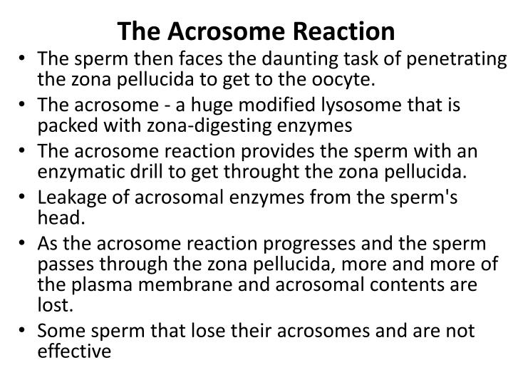 PPT - Sperm Cell Structure Fertilization Early Development PowerPoint ...